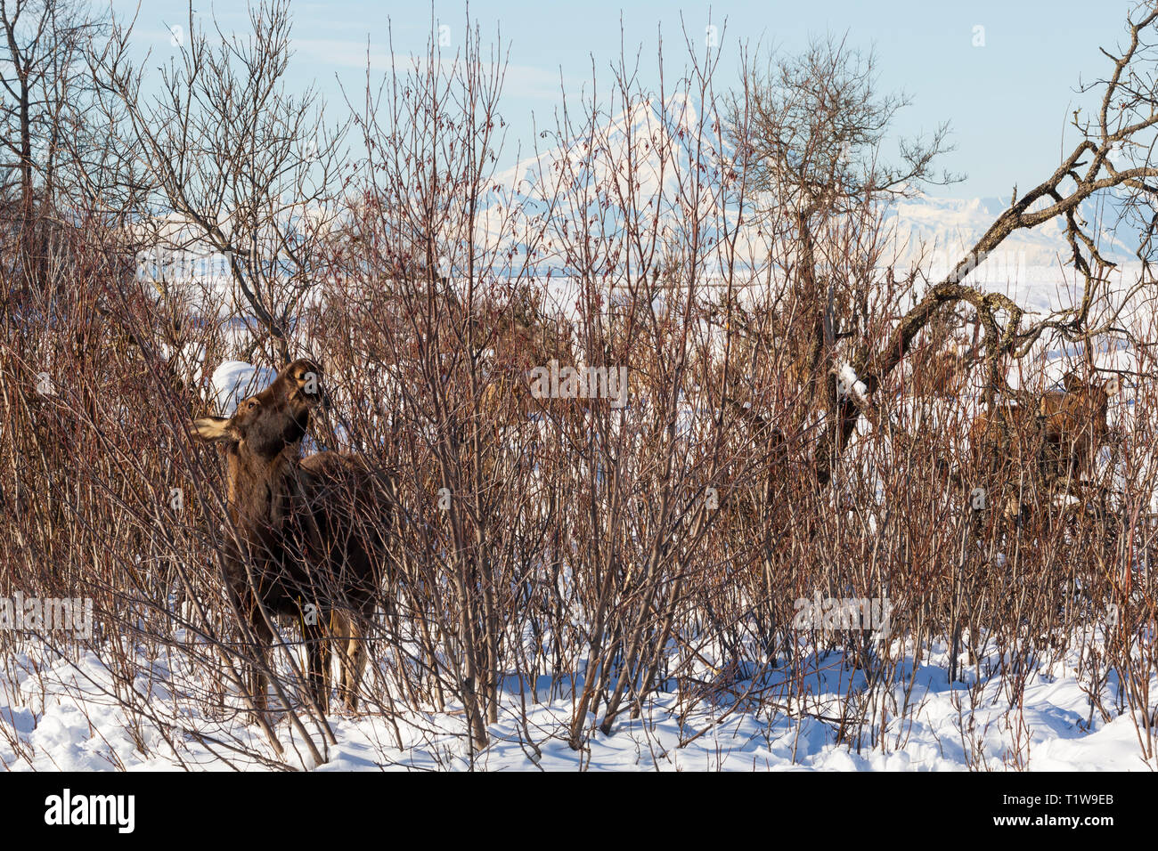 Ninilchik, a moose grazes in the village in late winter Stock Photo - Alamy
