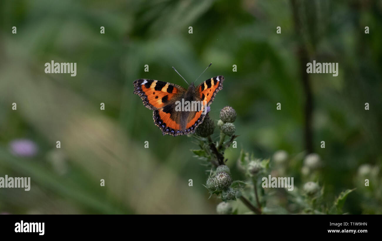 Tortoise Shell Butterfly Stock Photo - Alamy