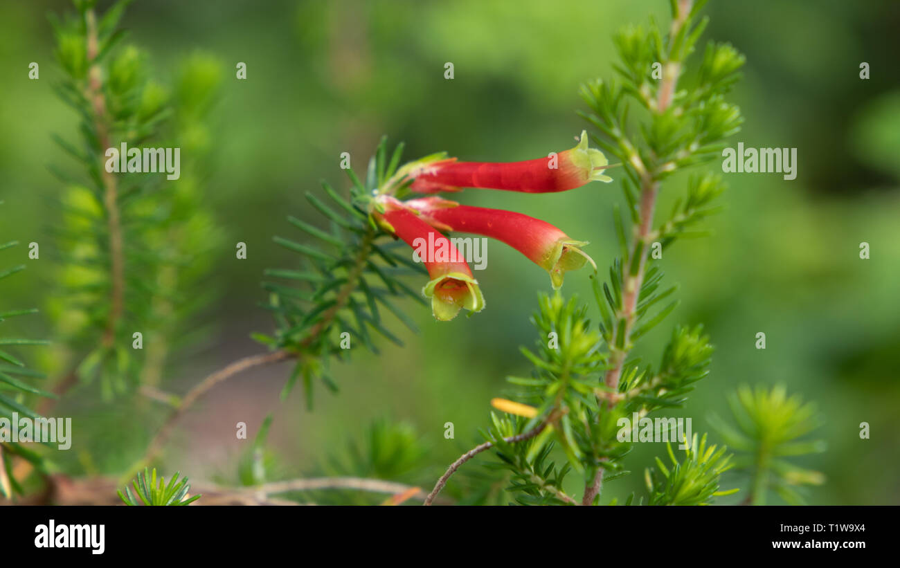 Erica bee hi-res stock photography and images - Alamy