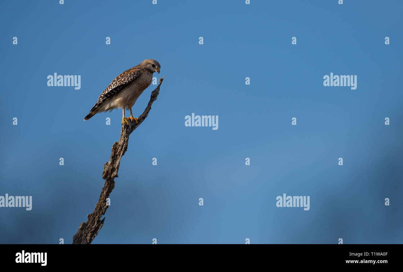 Red shouldered hawk Stock Photo - Alamy