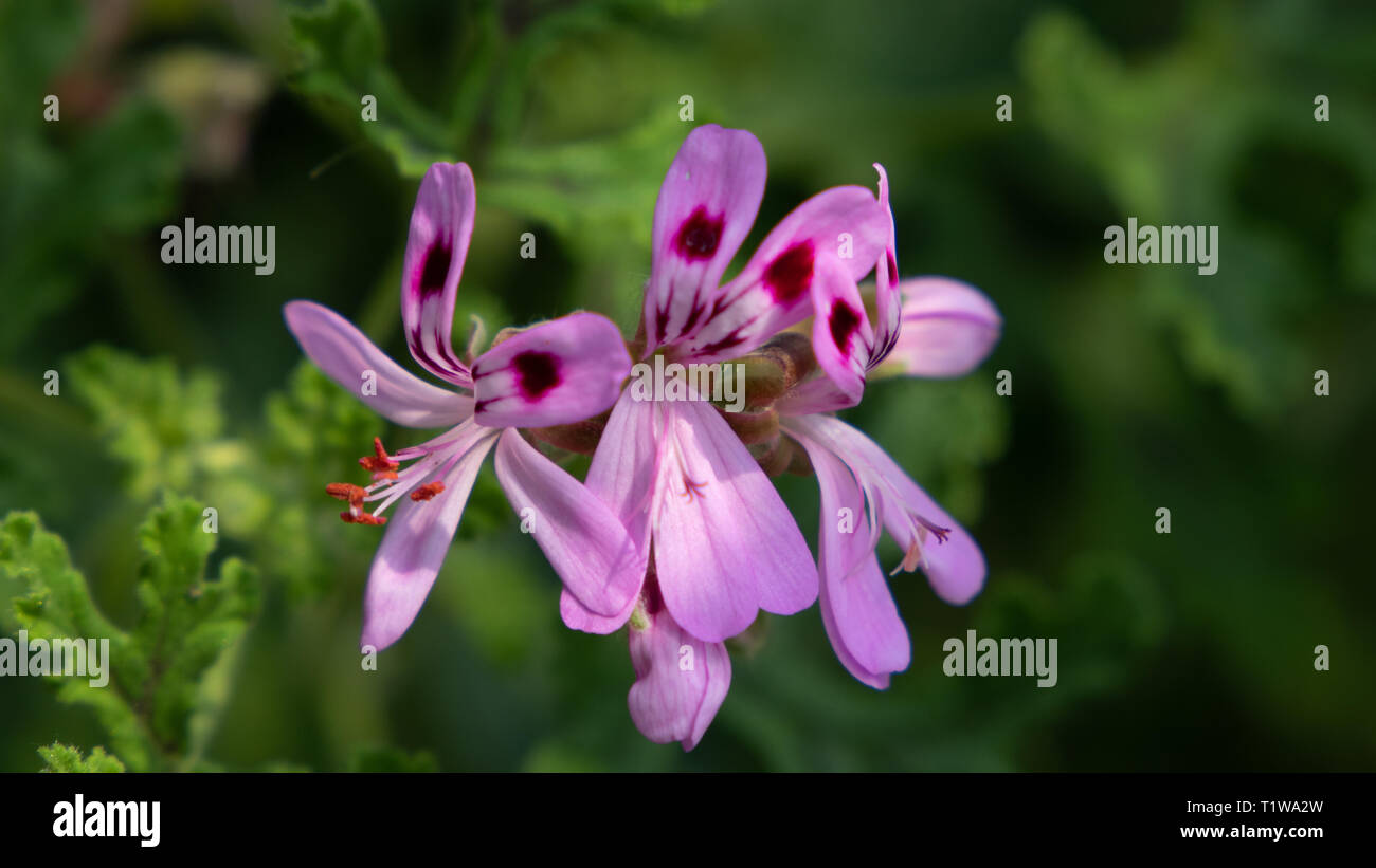 Scented geranium hi-res stock photography and images - Alamy