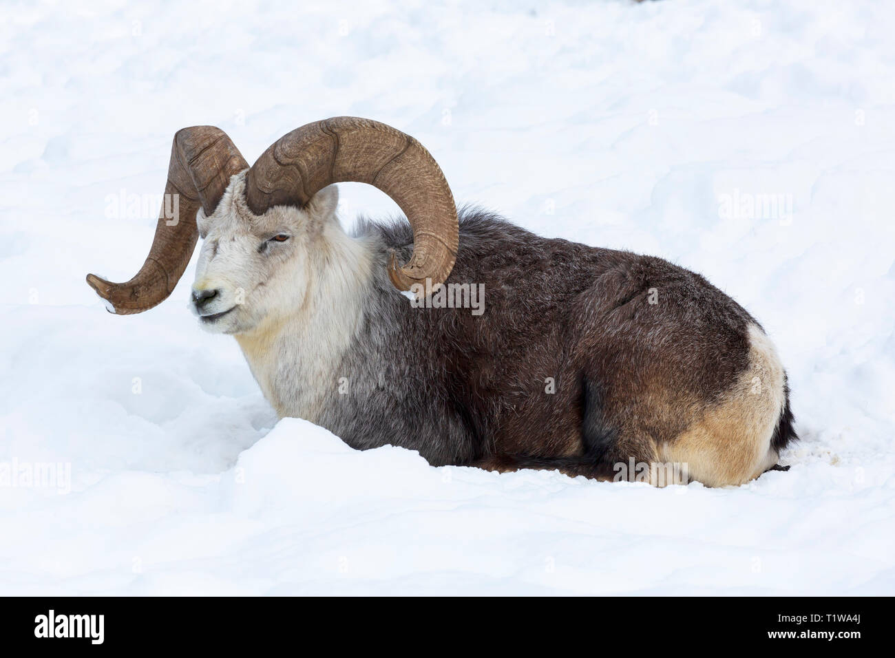 Dall sheep ovis dalli sheep hi-res stock photography and images - Alamy