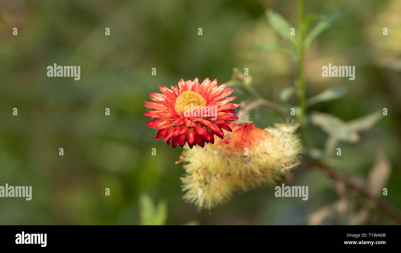 Barberton Daisy, Gerbera Jamesonii Stock Photo - Alamy