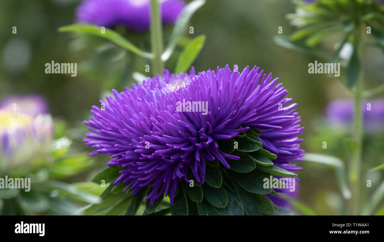 Spiny plant hi-res stock photography and images - Alamy