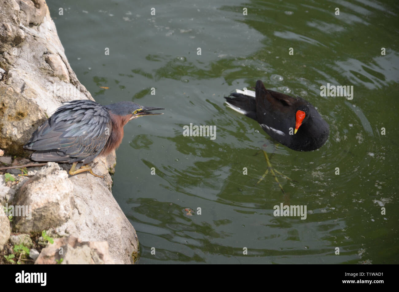 Two ducks swim in the water. Fauna Of The Dominican Republic Stock ...
