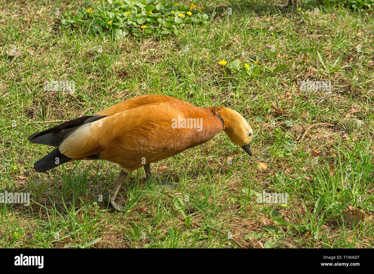 Female ruddy duck hi-res stock photography and images - Alamy