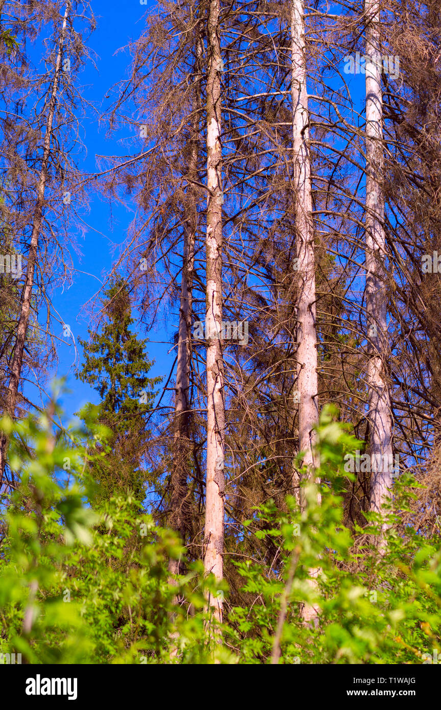 Debarked tree hi-res stock photography and images - Alamy