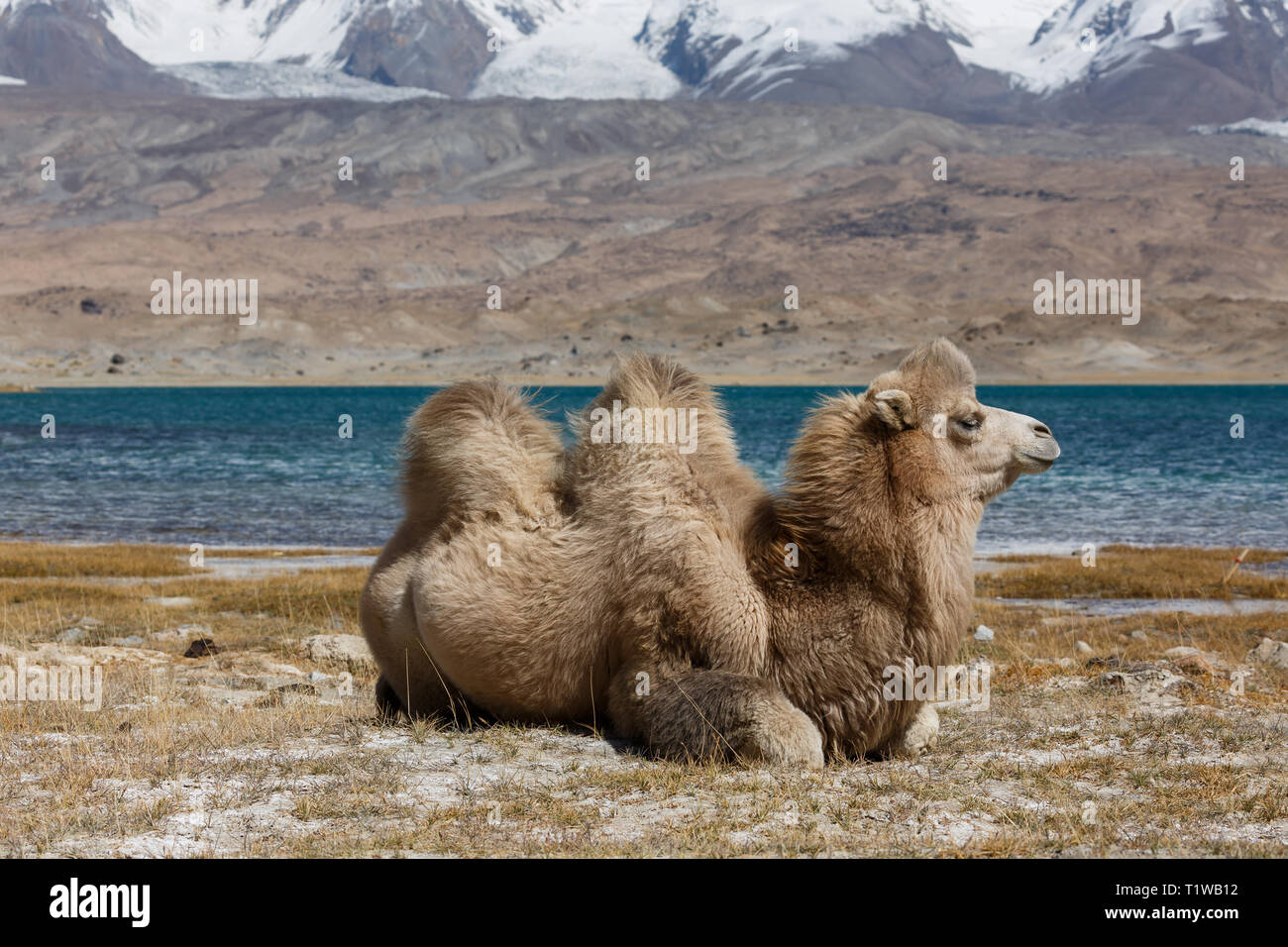 Camel sitting in front of Lake Karakul and Pamir Mountains (Karakorum ...