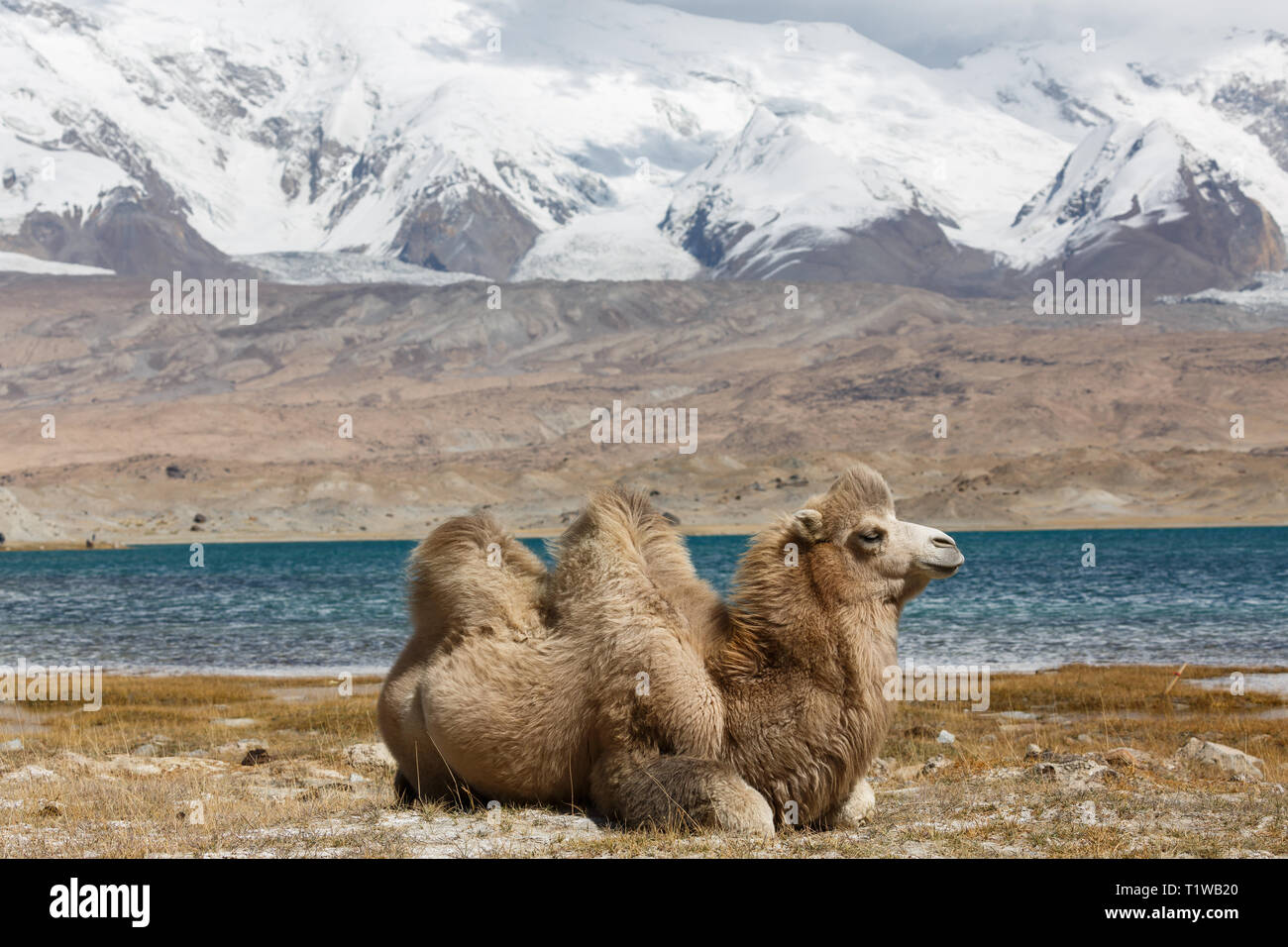 Camel posing at Lake Karakul (Karakorum Highway, Xinjiang Province ...