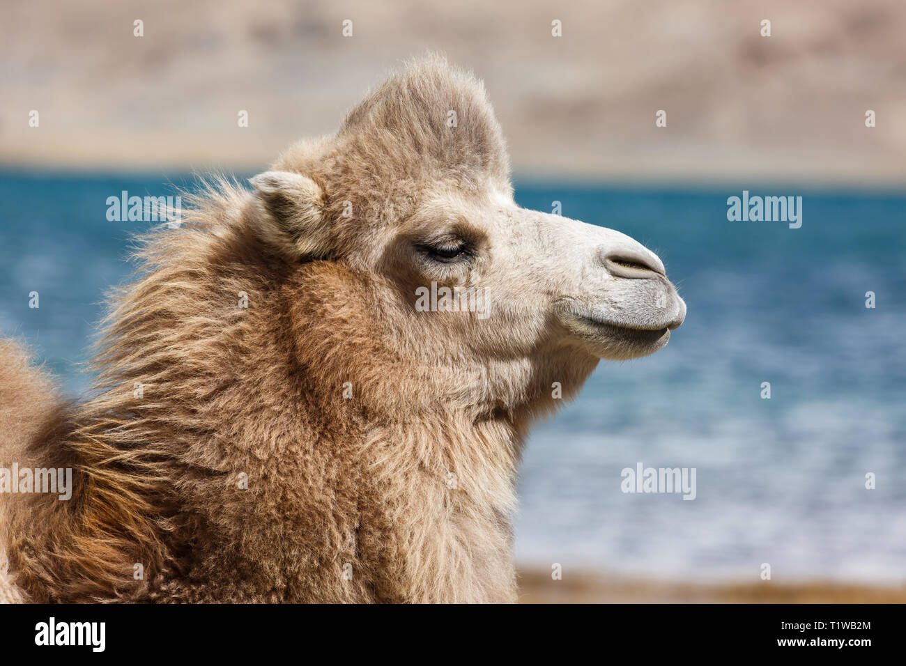 Camel portrait (captured at Lake Karakul, Karakorum Highway, Xinjiang ...