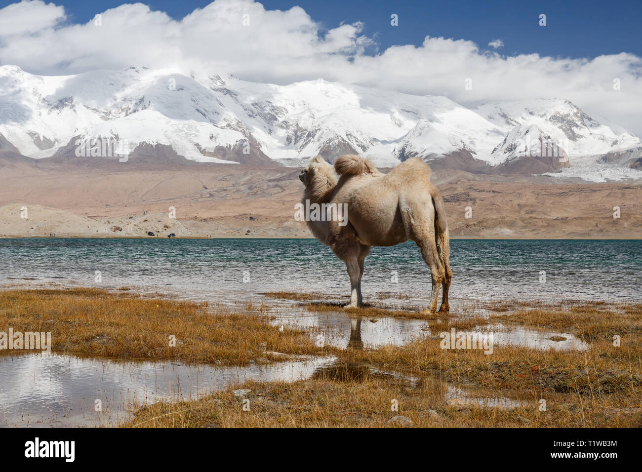 Winter camel hi-res stock photography and images - Alamy