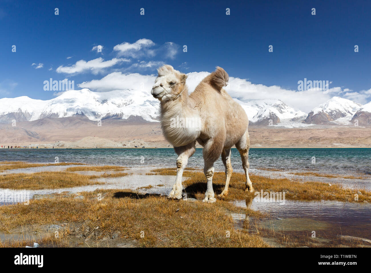 Lonely camel walking around at Lake Karakul (Karakorum Highway ...