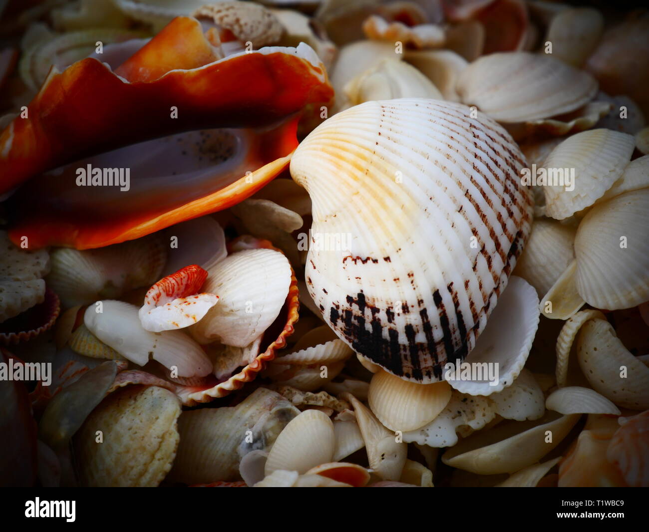 Orange shell at the beach Stock Photo - Alamy