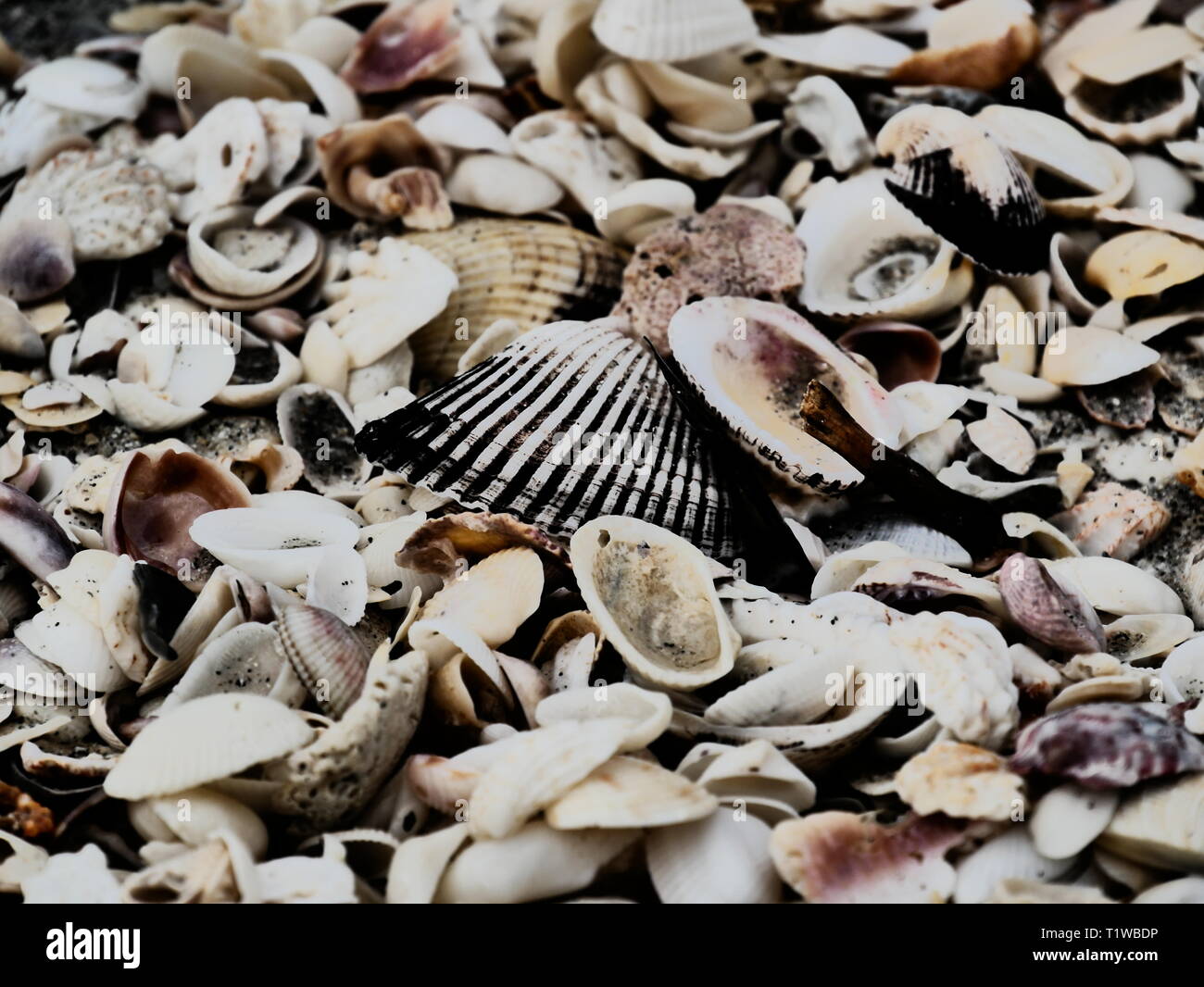 Mussel collection black and white Stock Photo - Alamy
