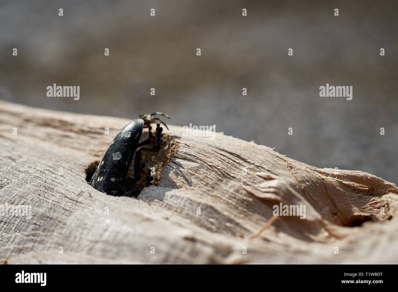Anoplophora hi-res stock photography and images - Alamy