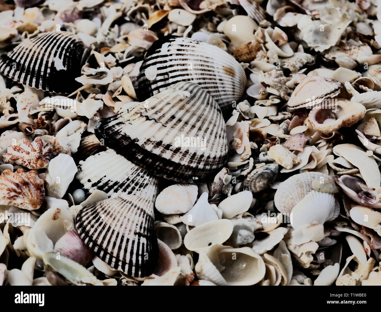 Pack mussels hi-res stock photography and images - Alamy