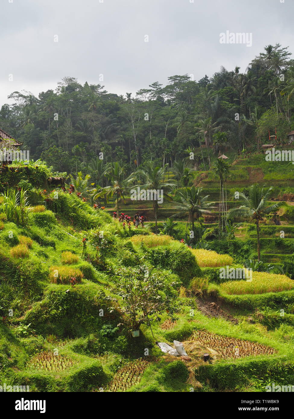 Terraces cloud sea hi-res stock photography and images - Alamy