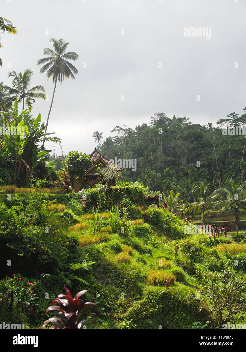 Rice terraces in Ubud, Bali, Indonesia Stock Photo - Alamy