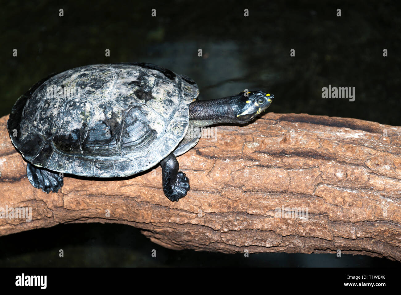 Yellow spotted river turtle hi-res stock photography and images - Alamy