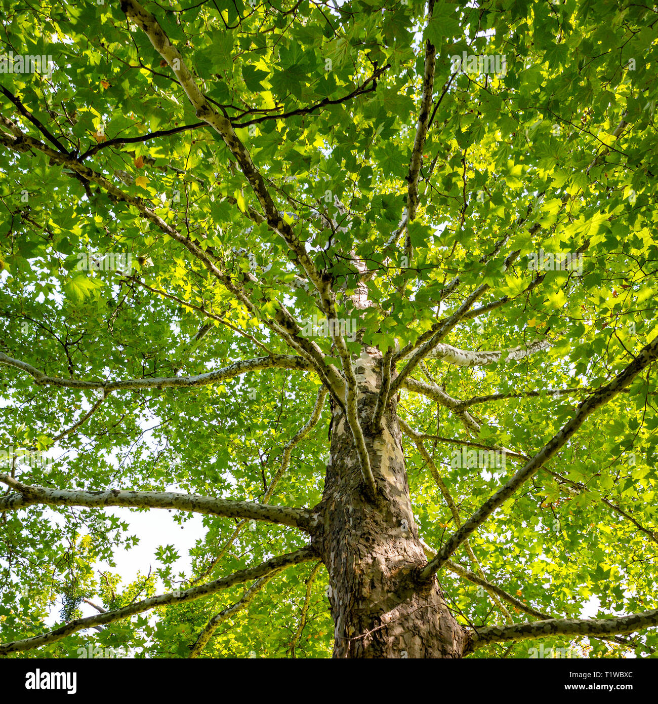 Trunk of a tree with brown textured bark. Bottom view on the green ...