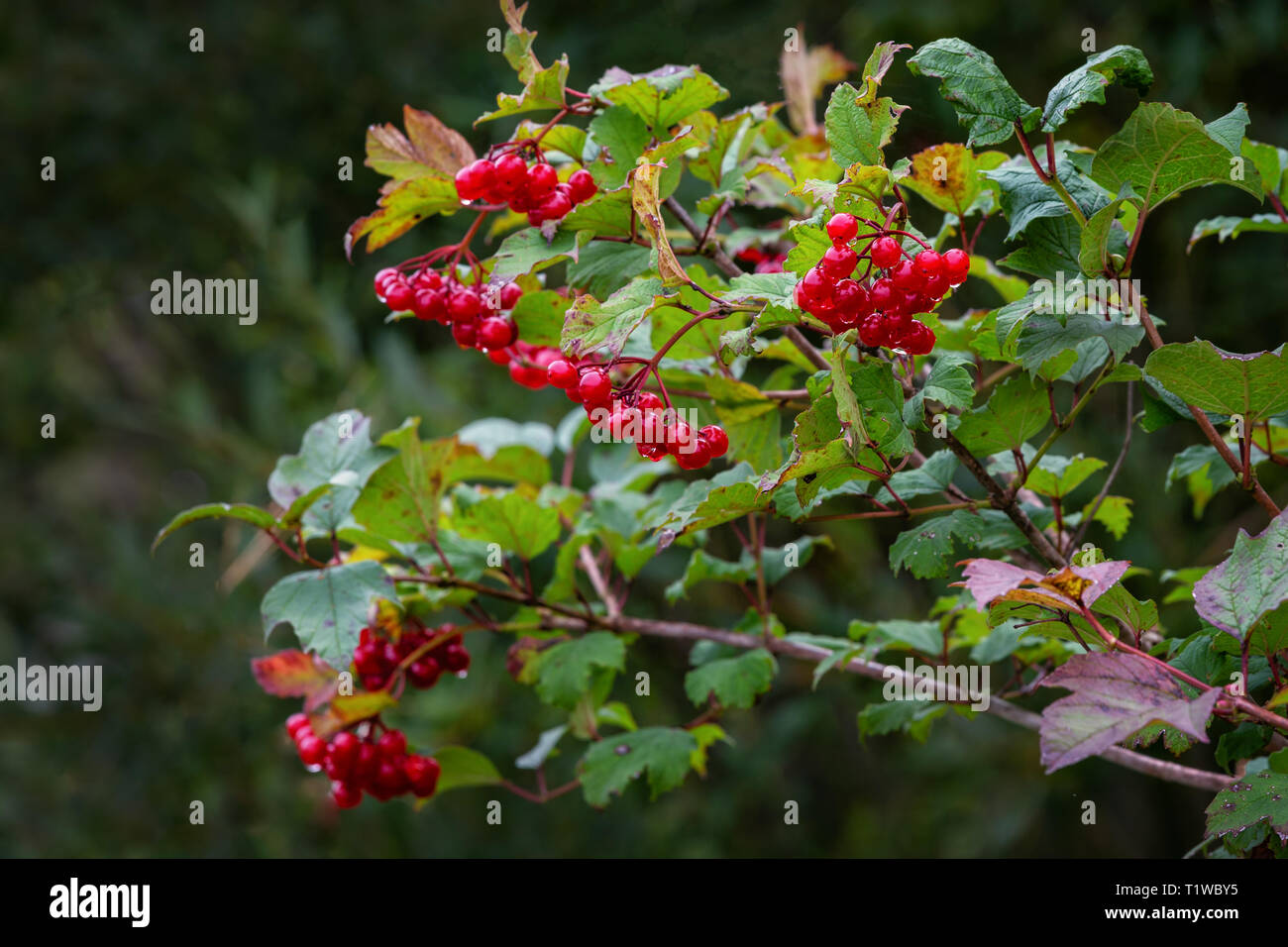 Bunches of red berries after rain Stock Photo - Alamy