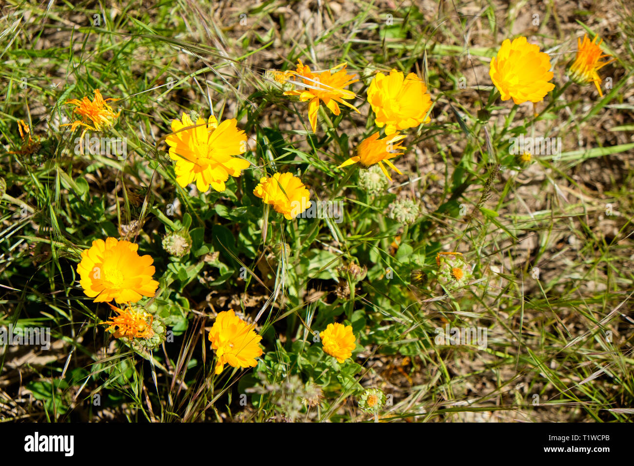 Calendula growing at Wiveton Hall Fruit Farm in North Norfolk, England ...