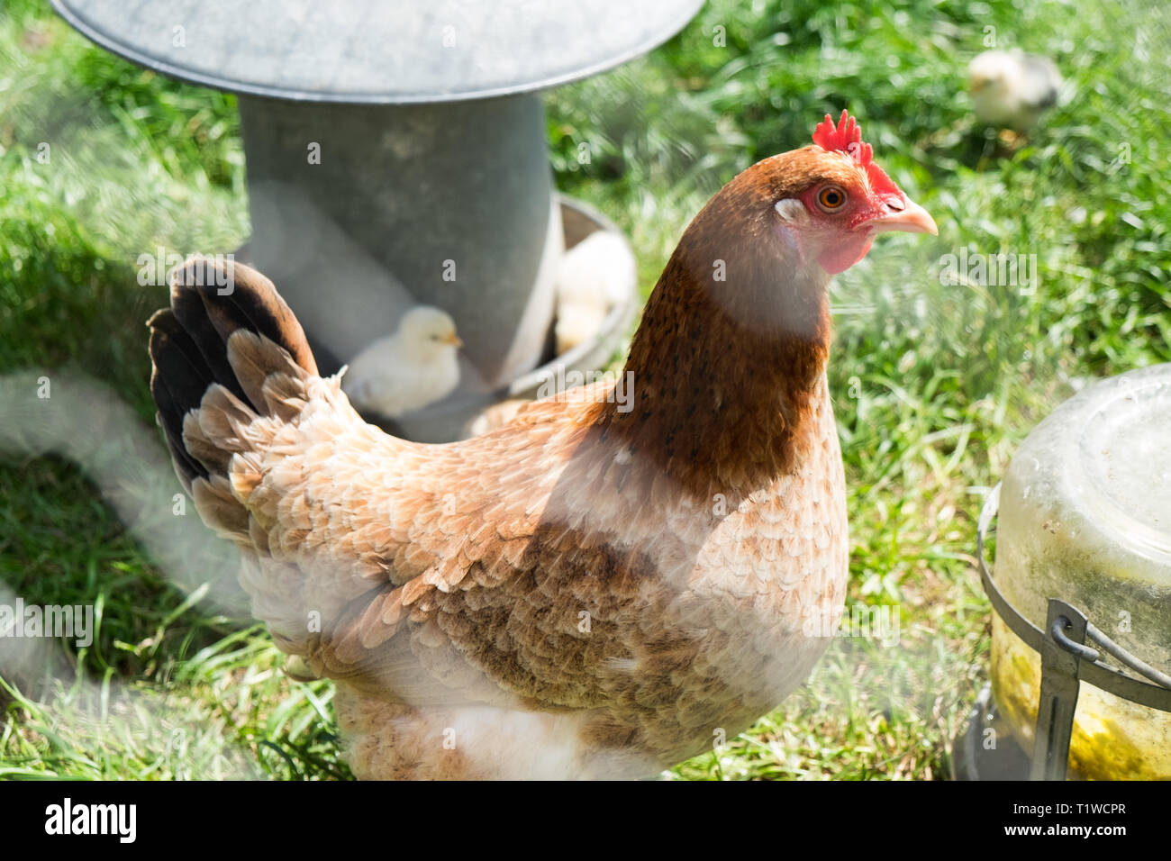 Early chicken farming uk hi-res stock photography and images - Alamy