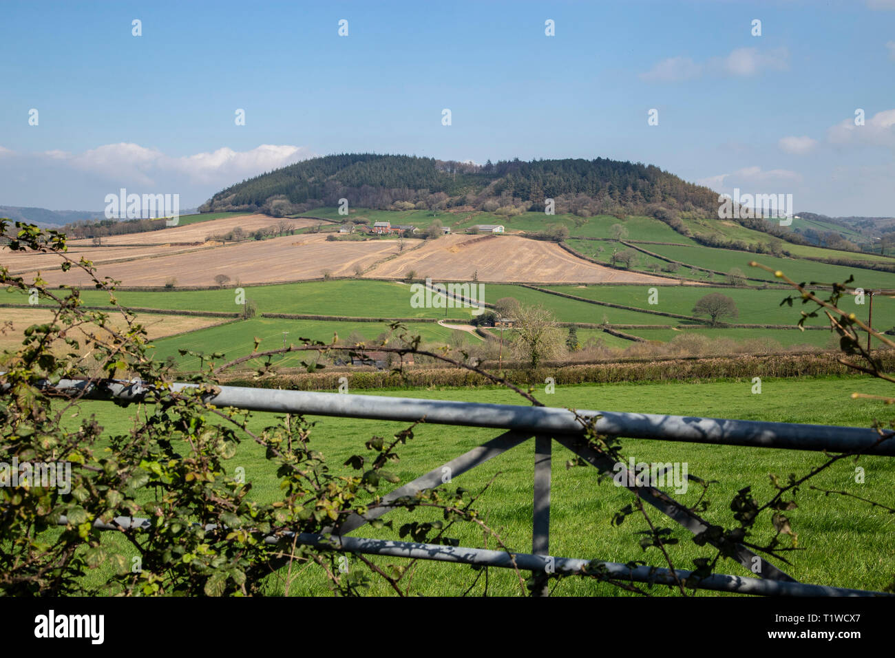 View looking across the Sid Valley, near Sidmouth, Devon, looking from ...