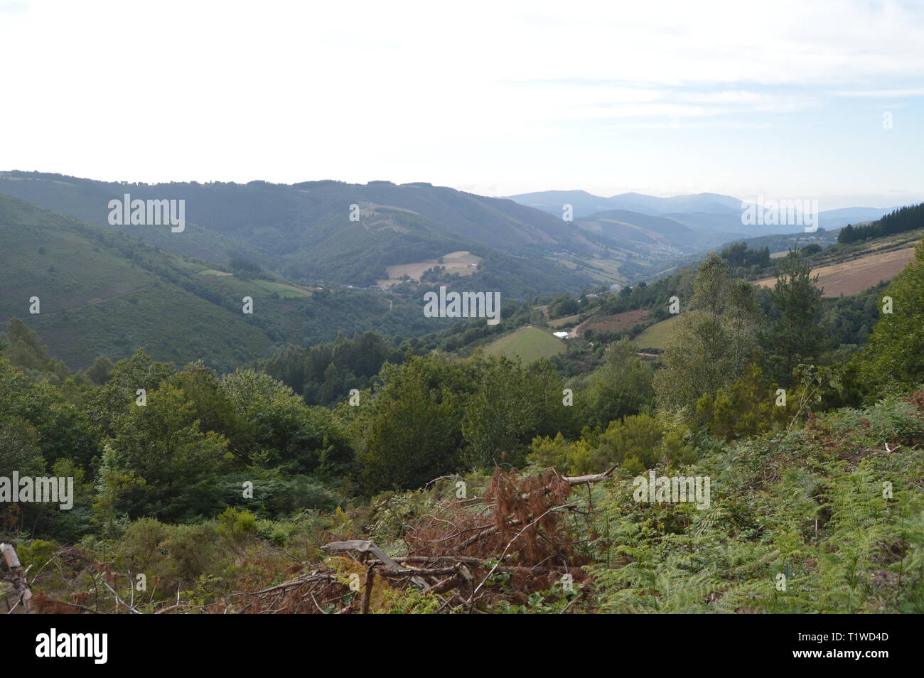 Large Galician Forests Full Of Pines And Eucalyptus In The Mountains ...