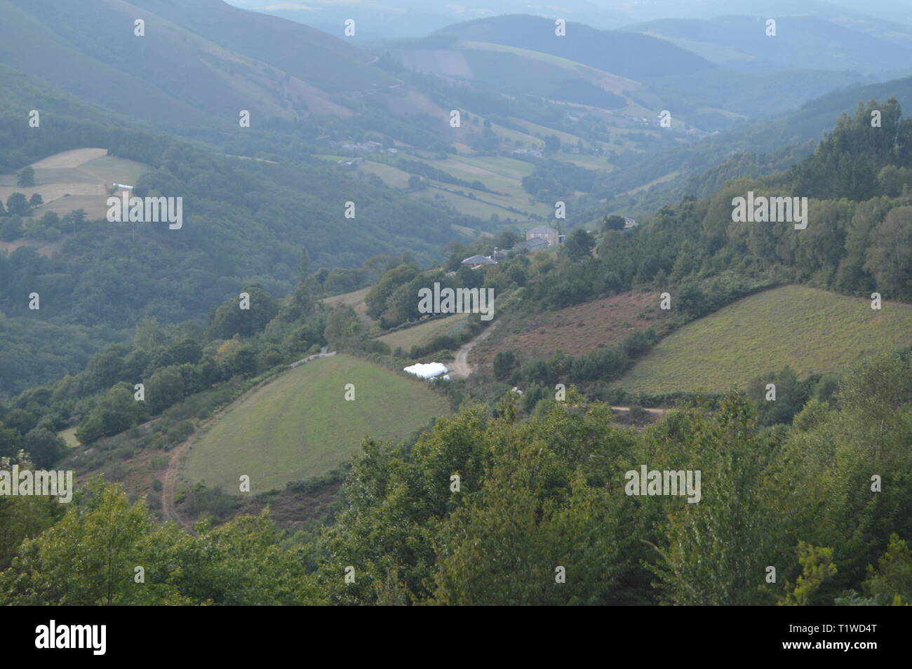 Large Galician Forests Full Of Pines And Eucalyptus In The Mountains ...