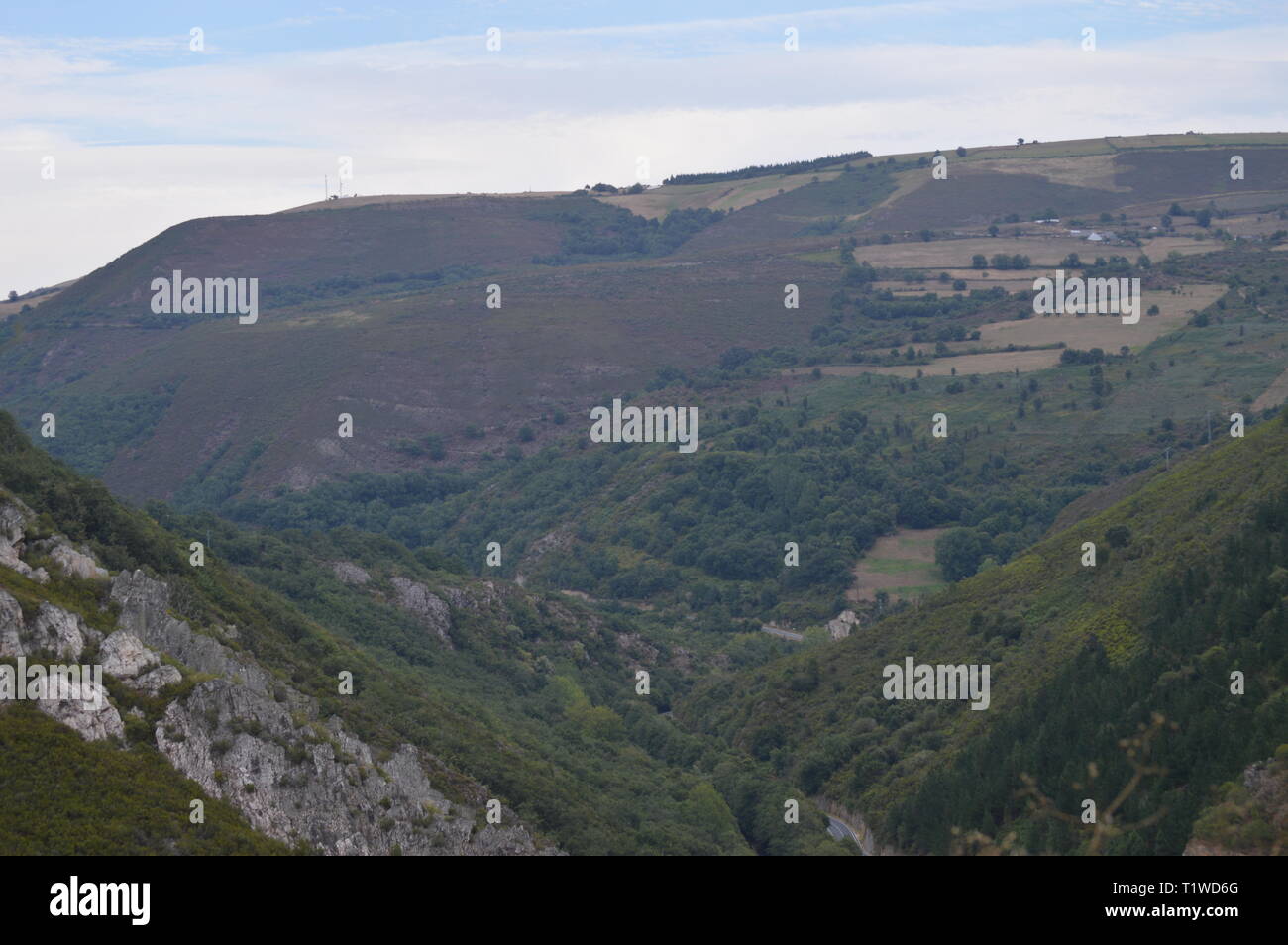Large Galician Forests Full Of Pines And Eucalyptus In The Mountains ...