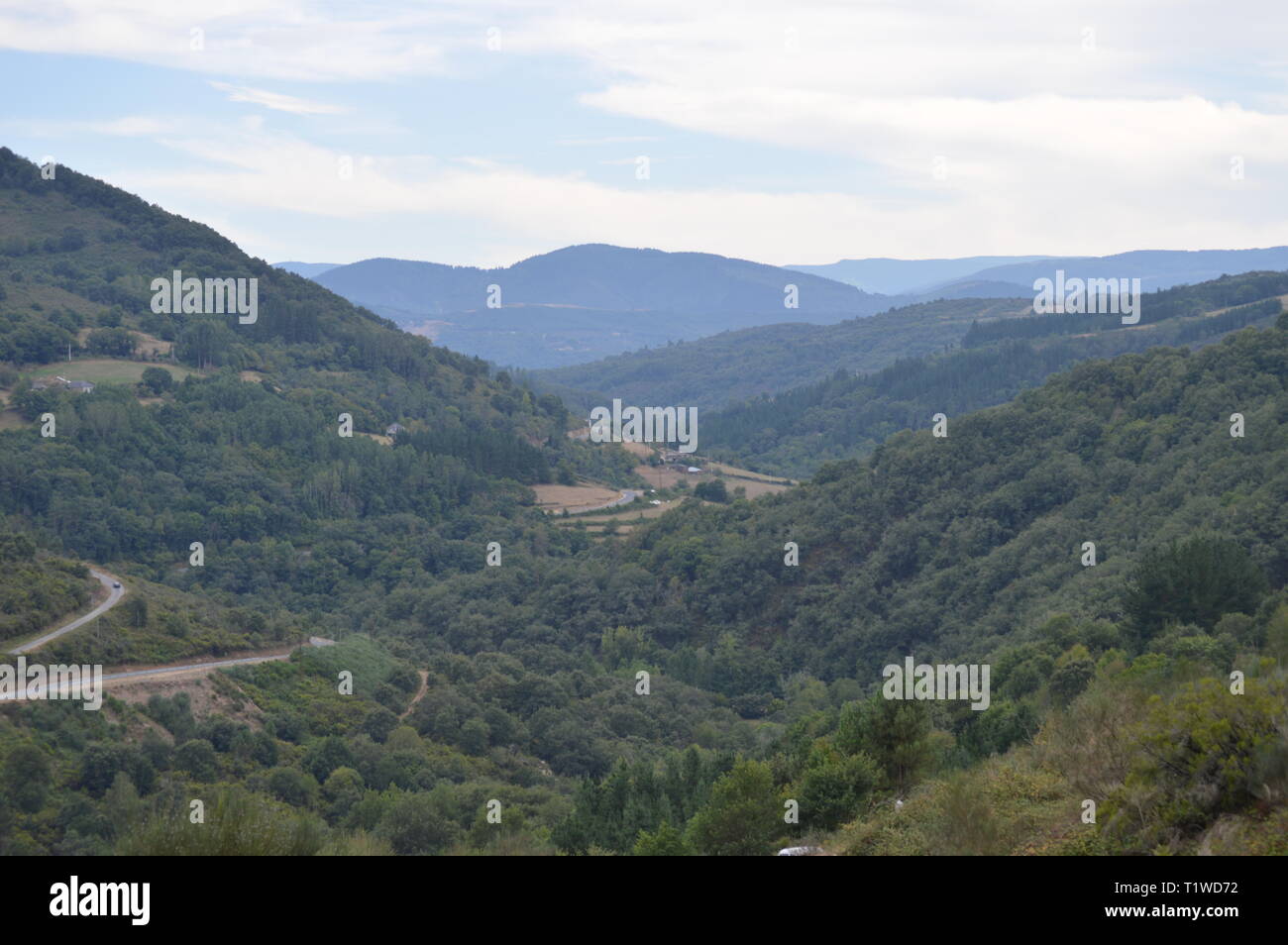 Large Galician Forests Full Of Pines And Eucalyptus In The Mountains ...