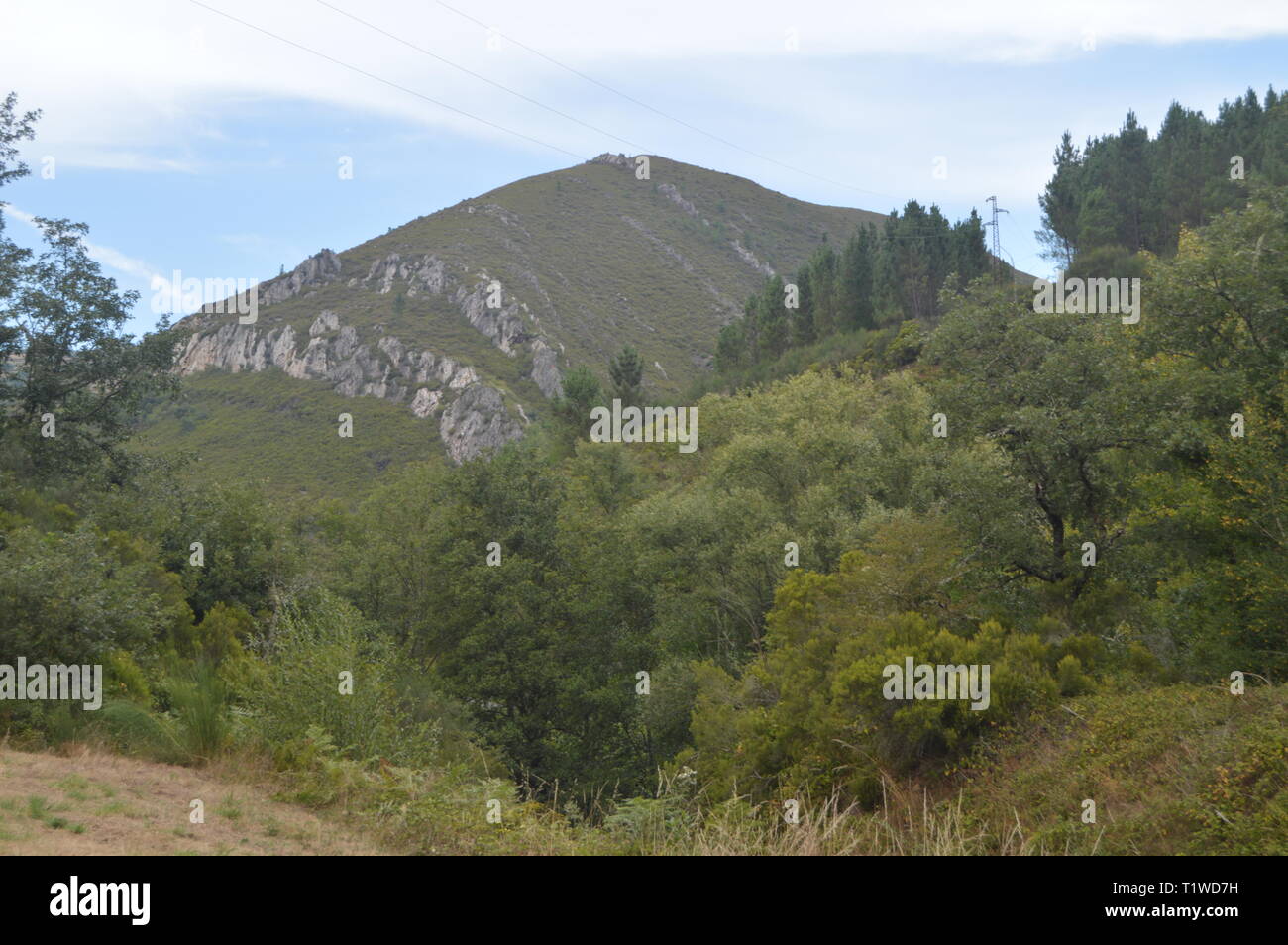Large Galician Forests Full Of Pines And Eucalyptus In The Mountains ...