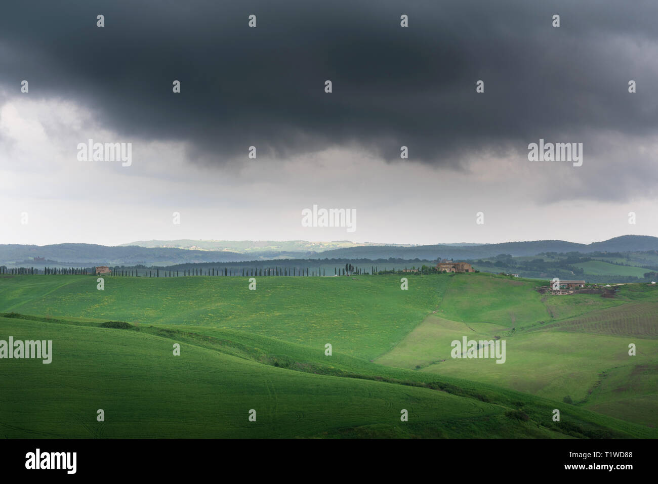 Dramatic view of green fields and meadows at sunset in Tuscany Stock ...