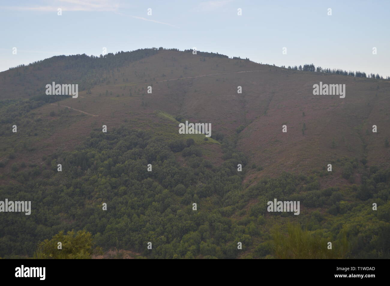Large Galician Forests Full Of Pines And Eucalyptus In The Mountains ...