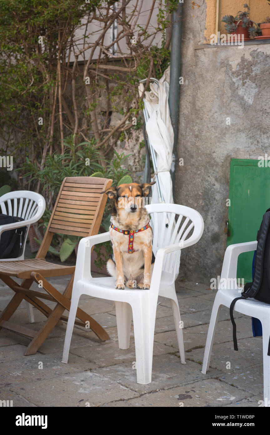 Dog pet sitting on restaurant hi-res stock photography and images - Alamy