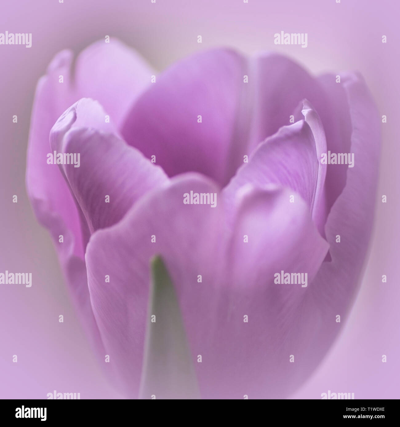 close-up one purple tulip background bouquet of lilac tulips Stock ...