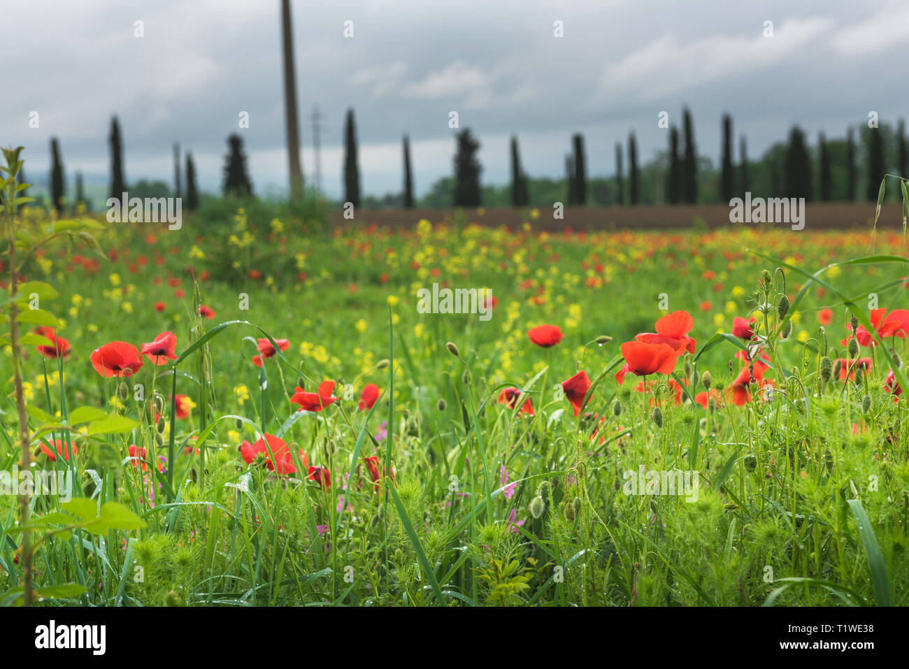 Poppy field in Tuscany, spring time, cypress trees and green landscape ...