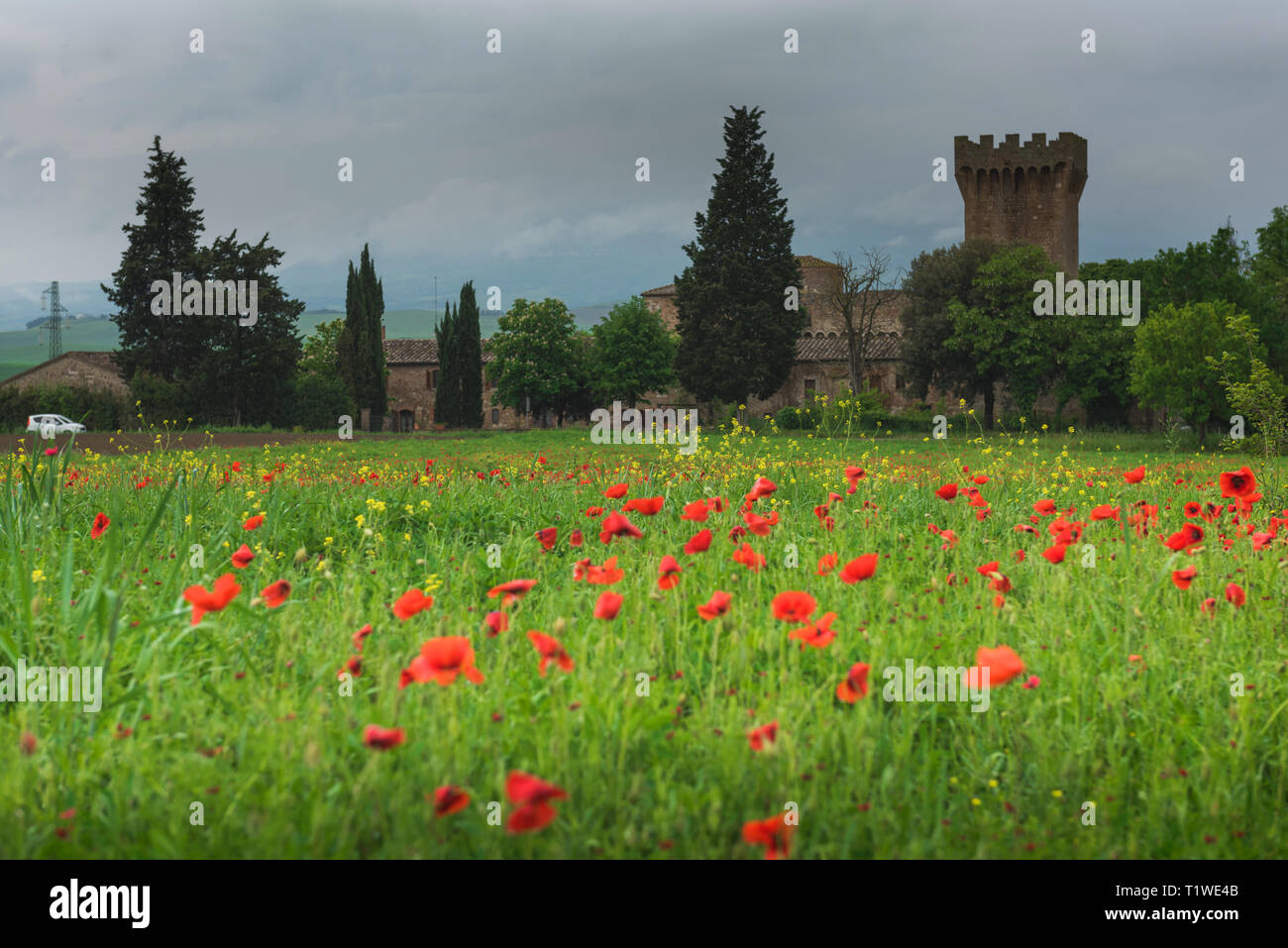 Red poppy flowers in Tuscany landscape, Italy Stock Photo - Alamy