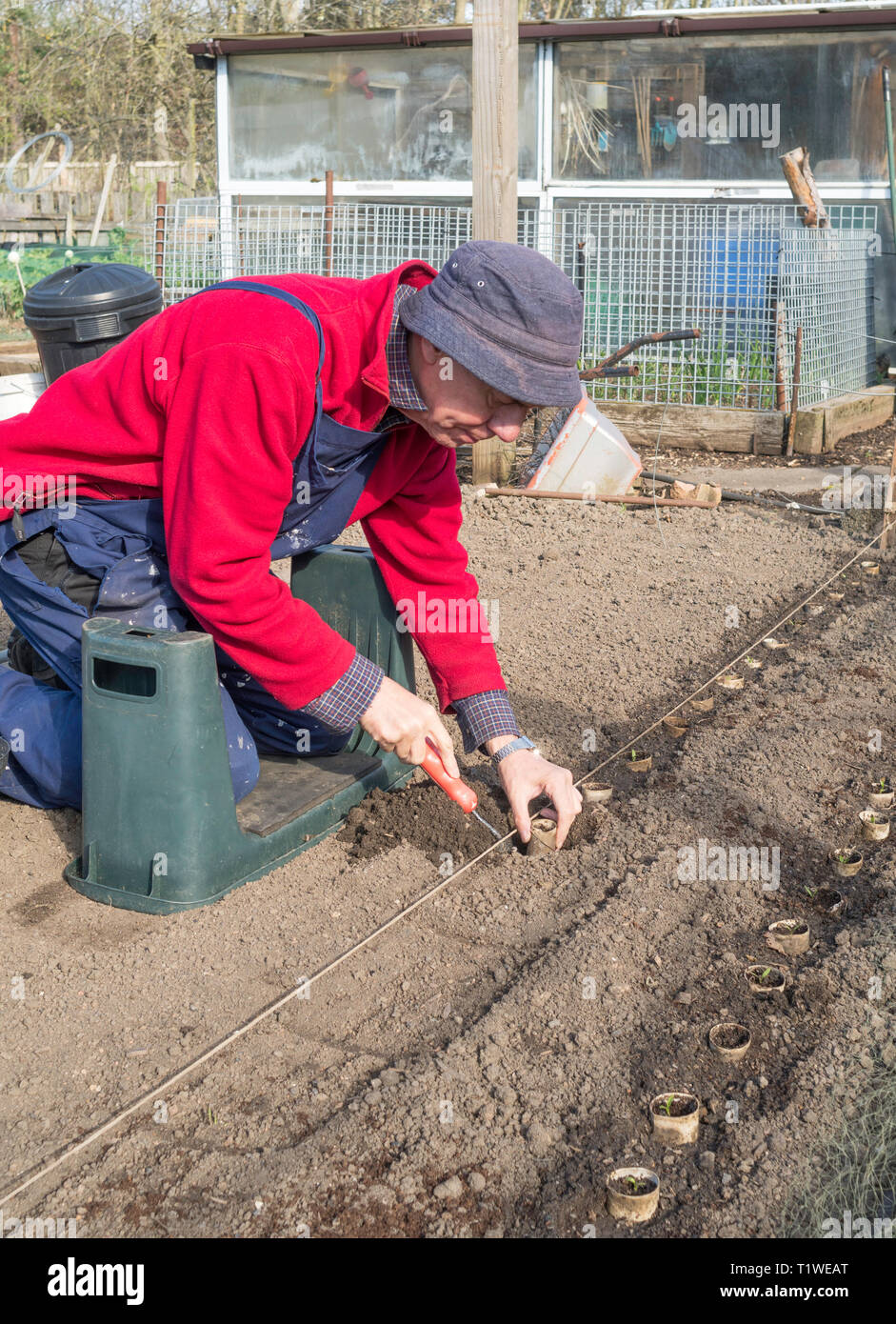 Older man planting parsnip seedlings, raised in toilet roll tubes, on ...