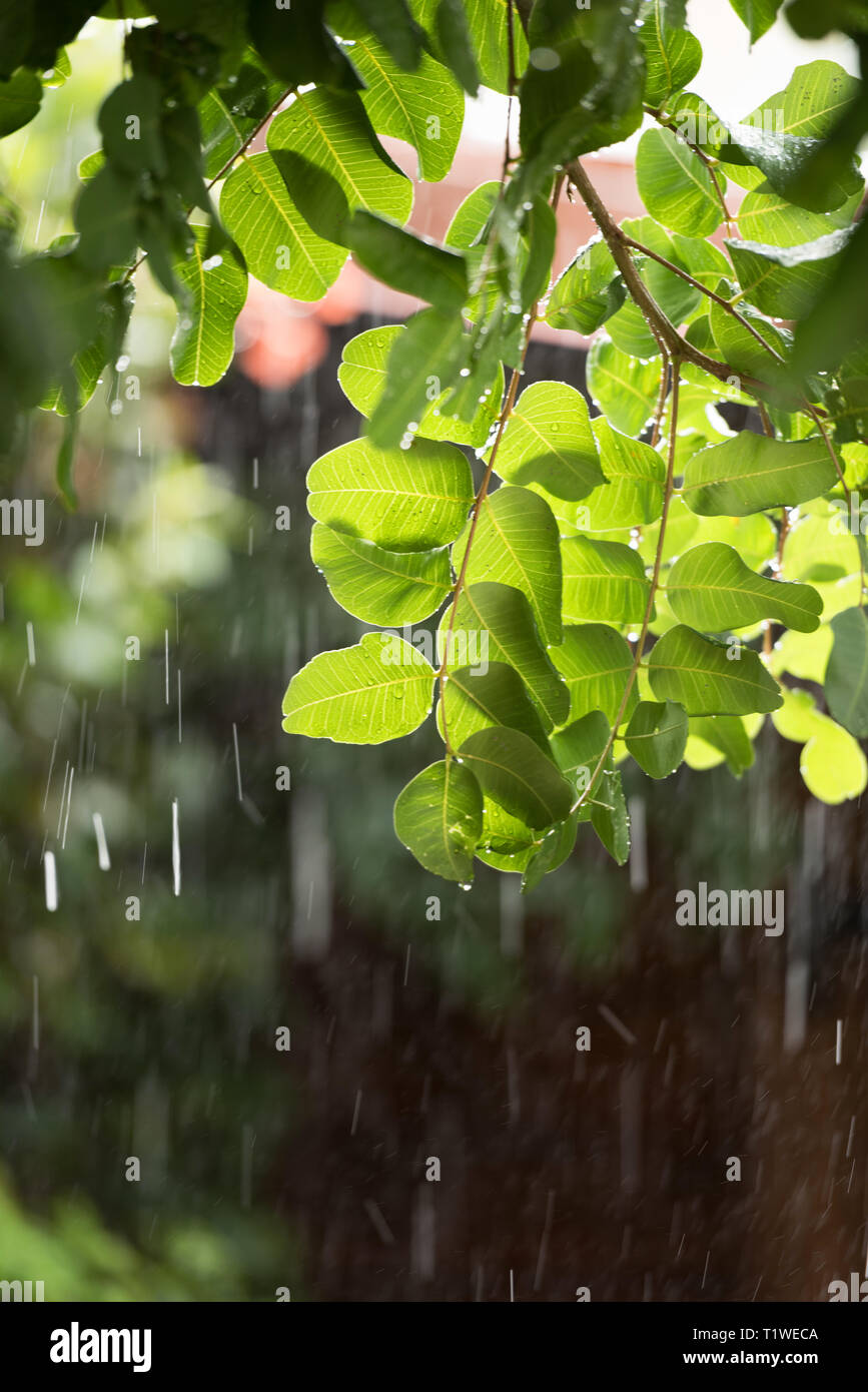 Heavy rain over spring forest hi-res stock photography and images - Alamy