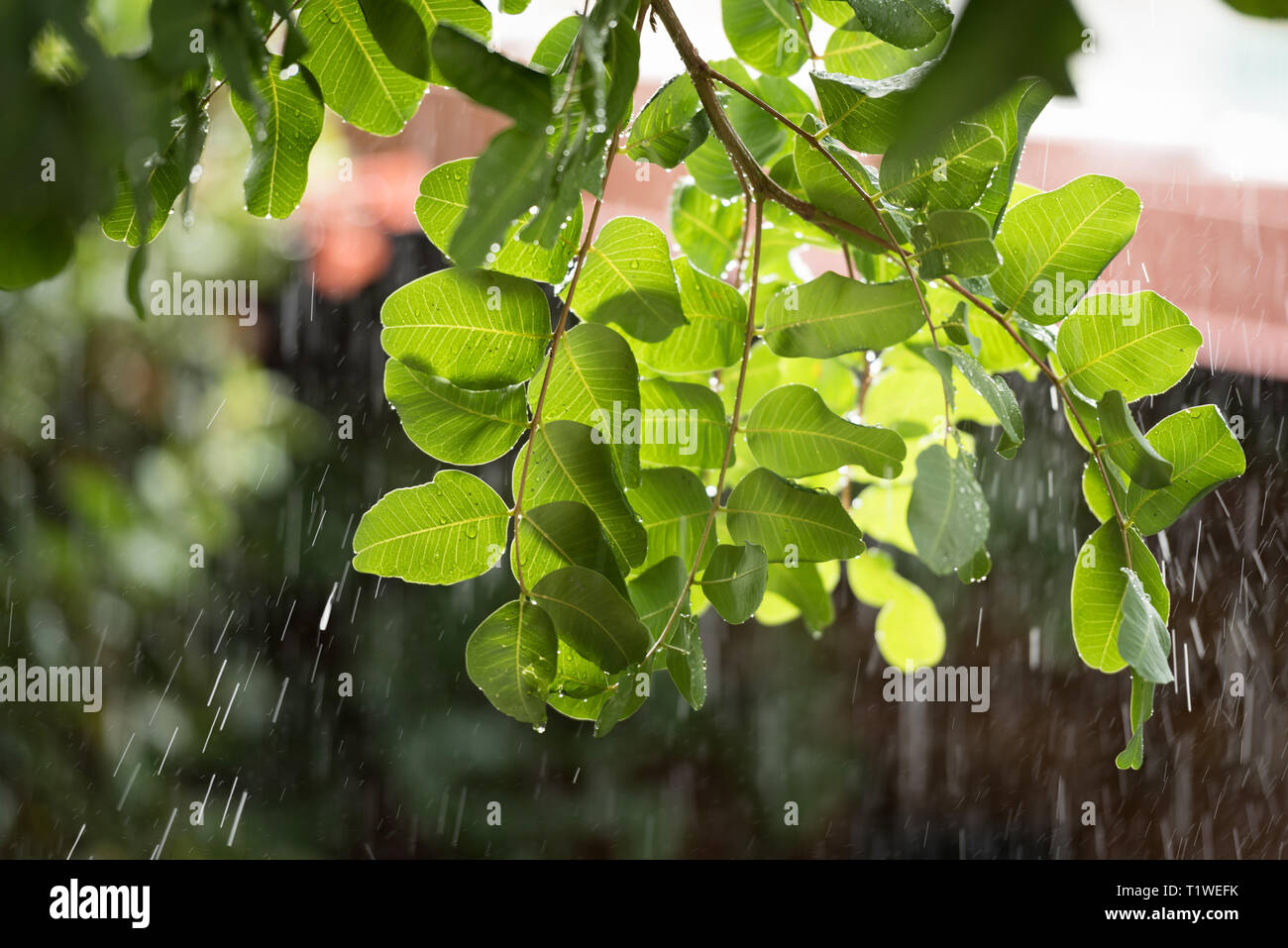 Heavy rain over green tree backlighted with sun Stock Photo - Alamy