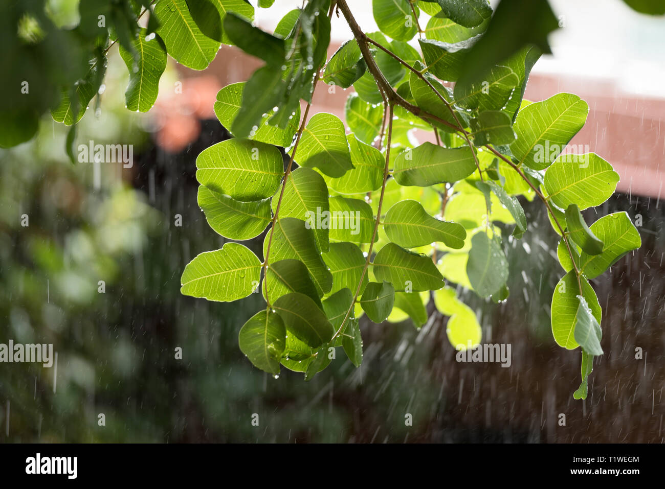 Heavy rain over green tree backlighted with sun Stock Photo - Alamy