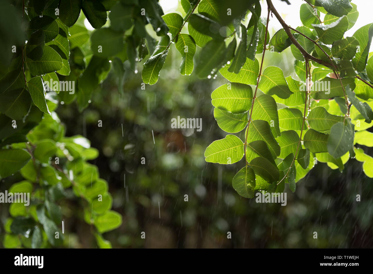 Heavy rain over spring forest hi-res stock photography and images - Alamy