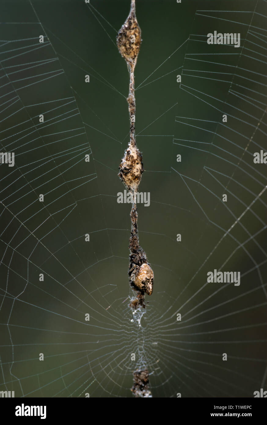 A "trashline" orb weaver spider (Cyclosa sp.) in its web. This spider ...