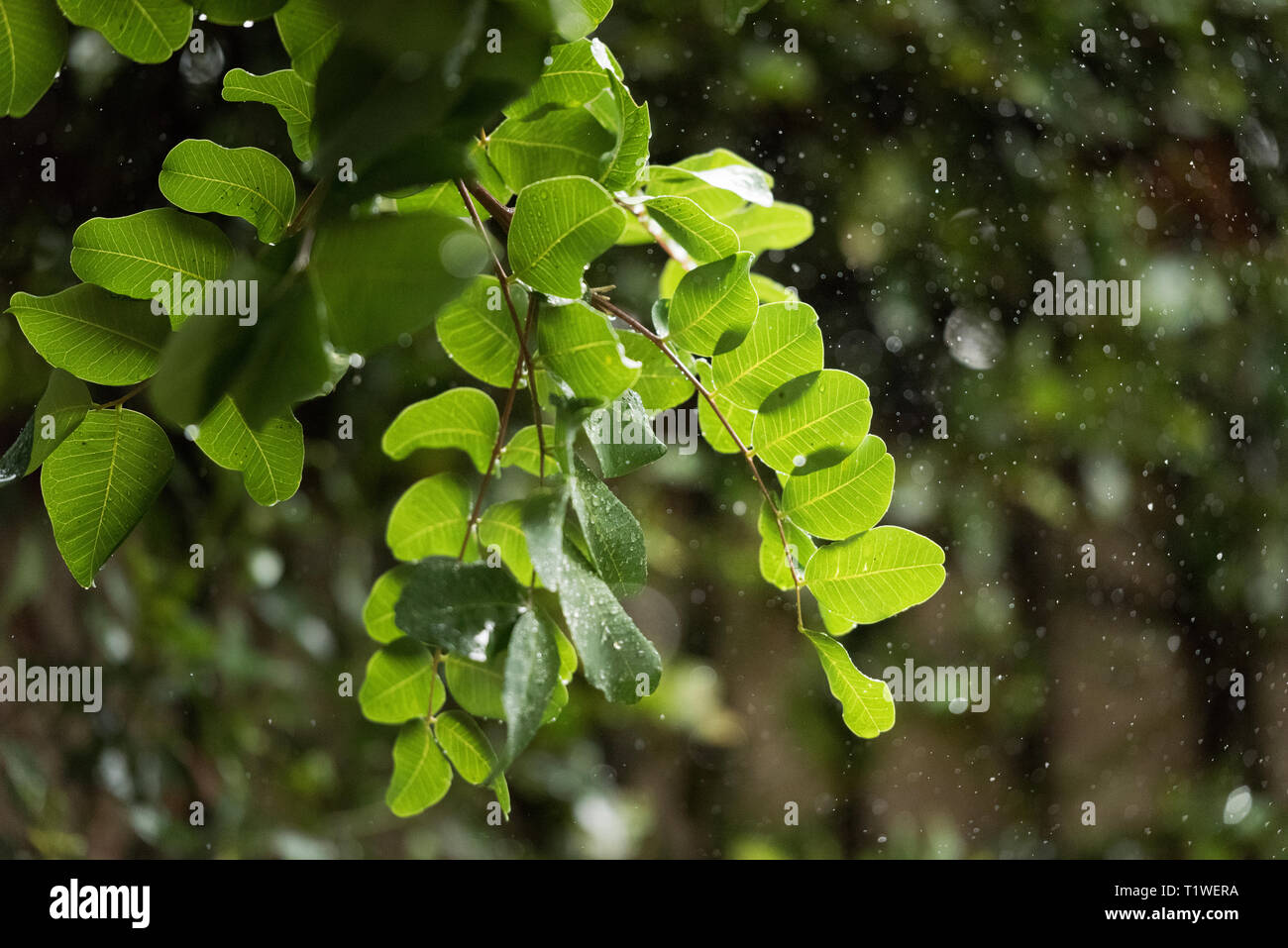 Heavy rain over spring forest hi-res stock photography and images - Alamy