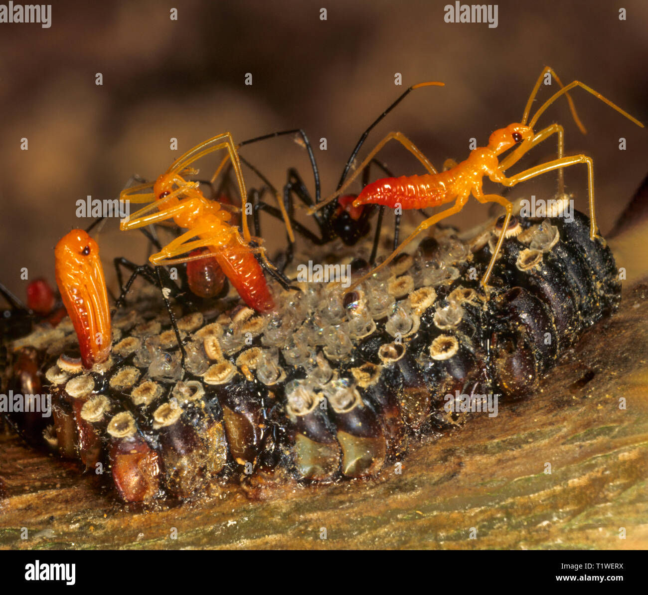 Nymphs of wheel bug (Arilus christantus) hatching from eggs on branch ...