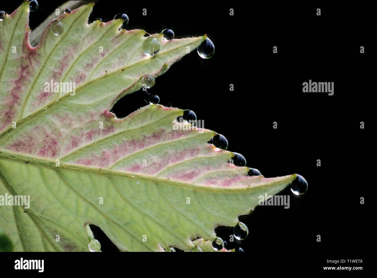 Underside of grape leaf showing process of guttation. Guttation occurs ...