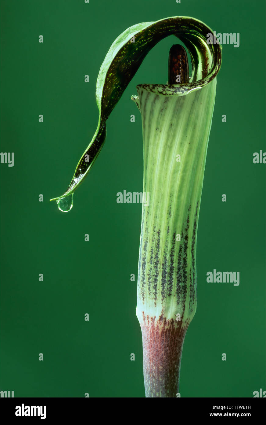 Jack-in-the-pulpit flower (Arisaema triphyllum) after rainstorm. The ...