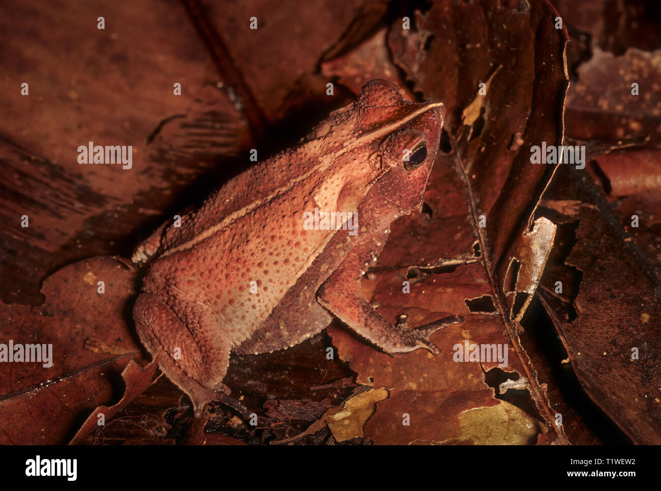 Leaf-mimicking frog (species undetermined) on floor of Amazon ...